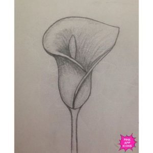 20+ Easy Lily Drawing Ideas Step by Step for Kids