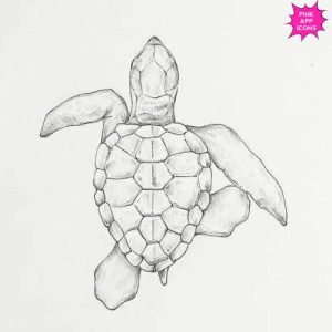 20+ Easy Sea Turtle Drawing Ideas Step by Step
