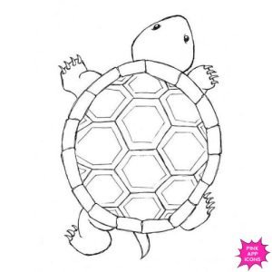 20+ Easy Sea Turtle Drawing Ideas Step by Step